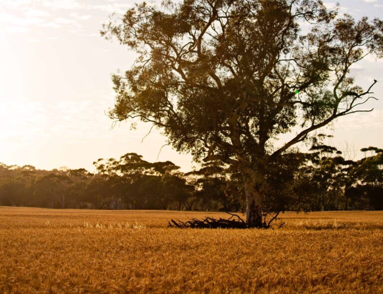 Regions - Wheatbelt Development Commission